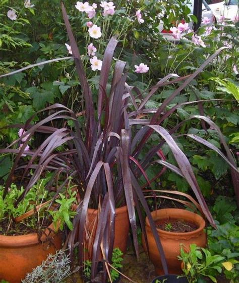 Black White And Pink Flowers