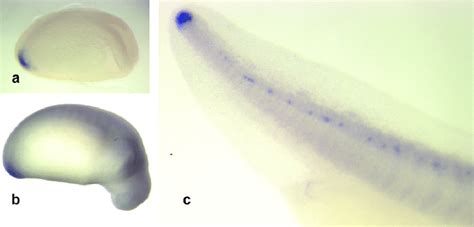 Expression Of Amvegt In Embryonic Tails A Neurula Distinct Amvegt