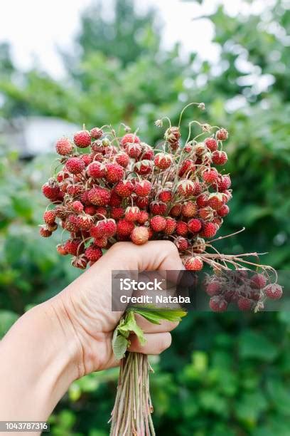 육즙 밝은 초원 빨간 딸기 열매의 꽃다발 정원의 배경에 손을 보유합니다 건강한 생활방식에 대한 스톡 사진 및 기타 이미지 건강한 생활방식 건강한 식생활 계절 Istock