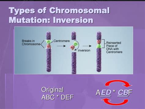 Ppt Mutations Powerpoint Presentation Free Download Id 6358931