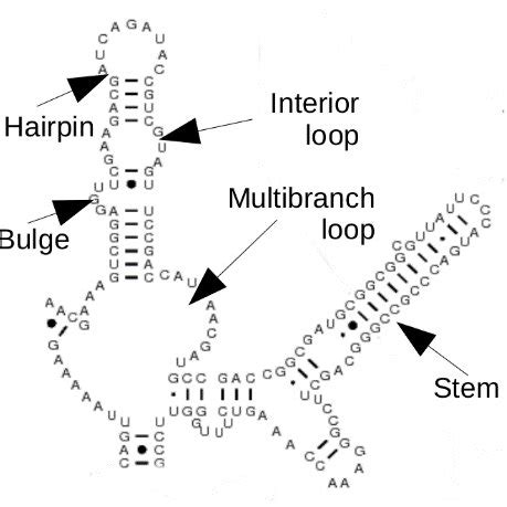 Basic Structural Elements Of An RNA Secondary Structure Download Scientific Diagram