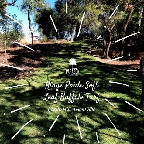 Kings Pride Soft Leaf Buffalo Turf