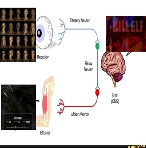 Sensory Neuron Receptor Relay Neuron Brain Cns Motor Neuron Effector
