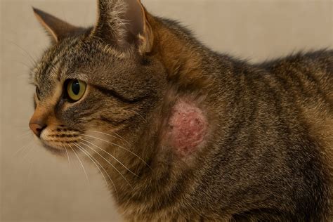 Teigne Chez Le Chat Causes Symptômes Traitements Dr Milou