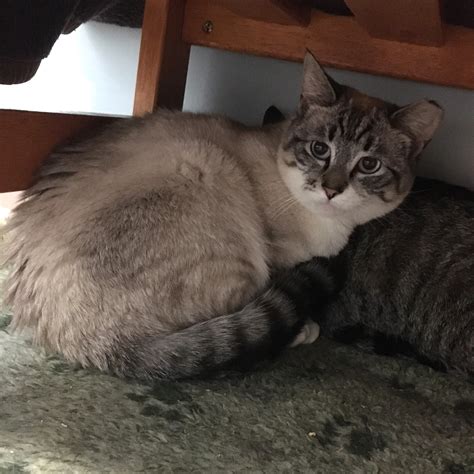 Coco Bean Homeward Bound Addison Countys Humane Society