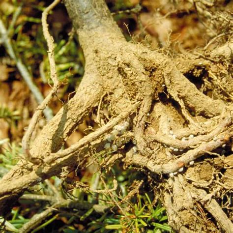 How To Kill Root Aphids Naturally Trifecta Natural