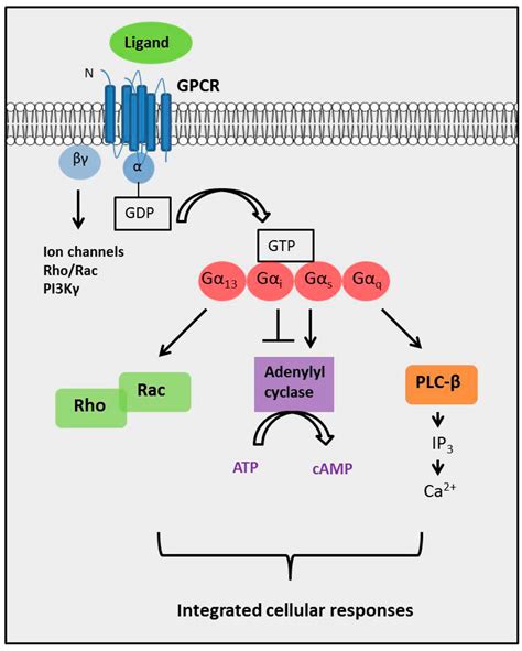 Signal Transduction Pathway In Order At Stephanie Bauer Blog