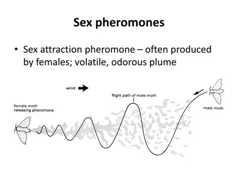 Ppt Insect Sensory System Powerpoint Presentation Free Download Id