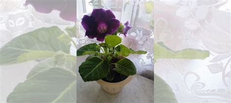 Глоксиния купить в Пензе с доставкой | Товары для дома и дачи | Авито