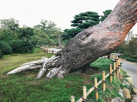 Fat Tree Trunk Of Old Tree In Japanese Garden By Stocksy Contributor