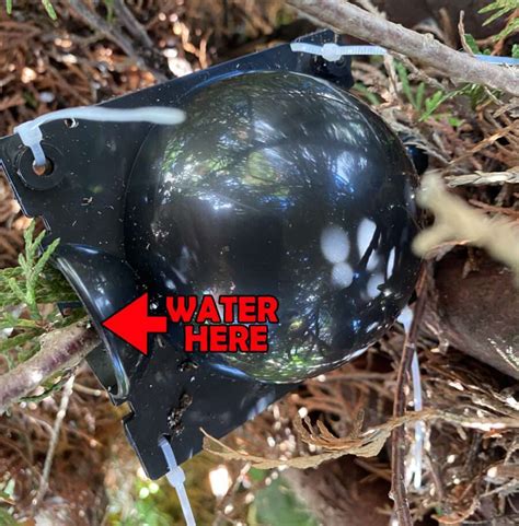 Easy Tree Propagation Using Root Boxes Macs Opinion