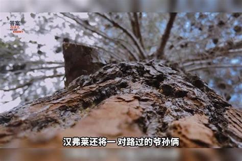 河马究竟有多危险？尼罗鳄“死亡翻滚”对其没用，粪便都是致命的尼罗翻滚死亡