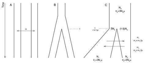 Models Of Population Structure Reflecting The A Island B Splitting
