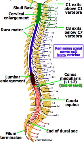 Spinal Nerves And Nerve Plexi Flashcards Quizlet