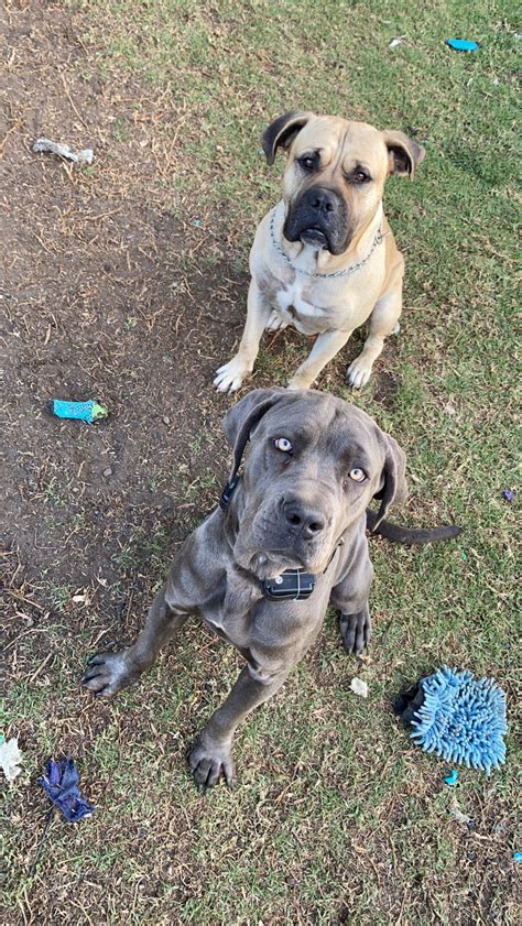 Neo X Ultimate Mastiff Colyton Petsforhomes