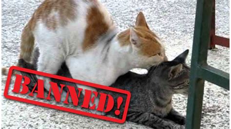 Cat Sex Pictures Pass