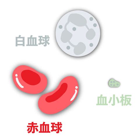 【中2理科】図解でわかる！血液の成分のまとめ（血球・血しょう・赤血球・白血球・血小板） Tomo