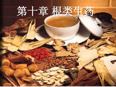 9药用植物学与生药学第十章 根类生药1 Word文档在线阅读与下载 无忧文档