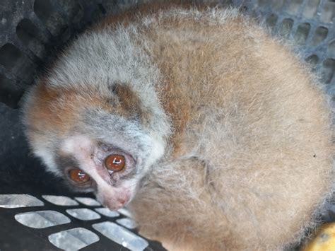 Tiếp nhận bàn giao một con cu li lớn cho Vườn Quốc gia Cúc Phương Báo Quảng Ninh điện tử