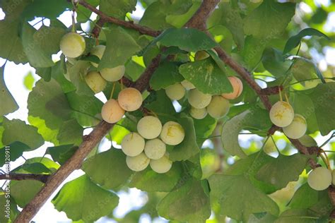 Foto De 나무 나뭇잎 과일 네이처 식물 가지 나뭇잎 먹을것 뜰 경작 여름 근접 베리 무화과 봄 익는 성장 성장 떡갈나무 넝쿨 건강한