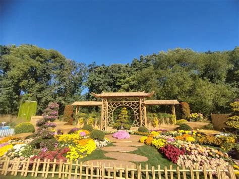 上海古猗园匠心打造“东篱菊韵”景点亮相2023上海菊花展澎湃号·政务澎湃新闻 The Paper
