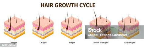 등소 모낭 성장 주기 단계 인포 그래픽 피부 해부학 의료 포스터 모발 성장 아나겐 텔로겐 카타겐 상 벡터 세트 털에 대한 스톡 벡터 아트 및 기타 이미지 Istock