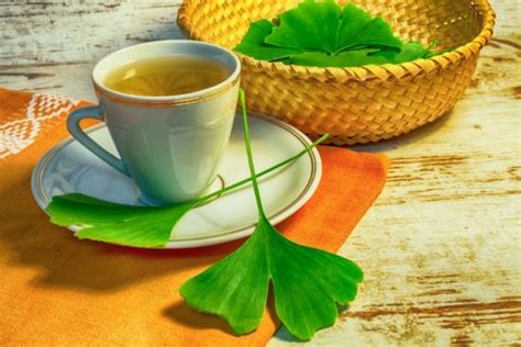 სამკურნალო მცენარე გინკგო ბილობა ნაყენის მომზადება სასარგებლო