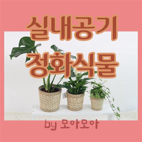 실내공기정화식물 추천 종류