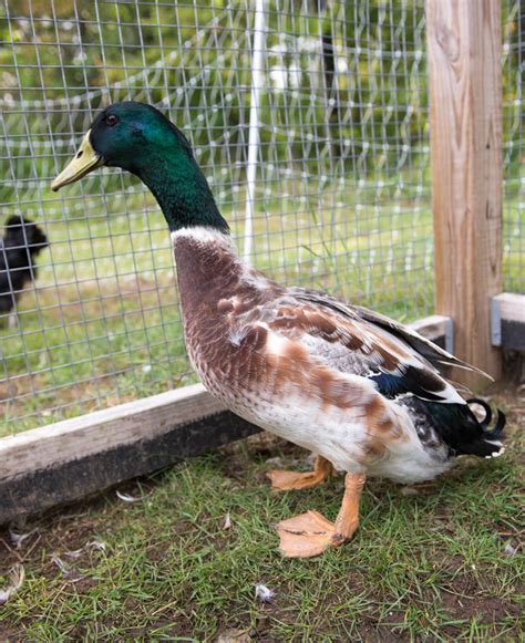 Welsh Harlequin Ducklings Sex By Bill Backyard Chickens Learn How To Raise Chickens
