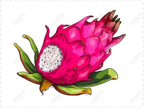 흰색 배경에 드래곤 과일 그림 Png 일러스트 무료 다운로드 Lovepik
