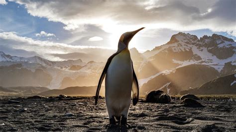 Linuxcert Academy Jumping Bean