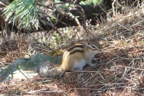 Siberian Chipmunk Japan Experience