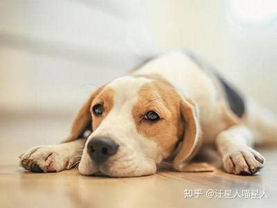 狗狗吐黄水带泡沫是怎么回事儿 知乎
