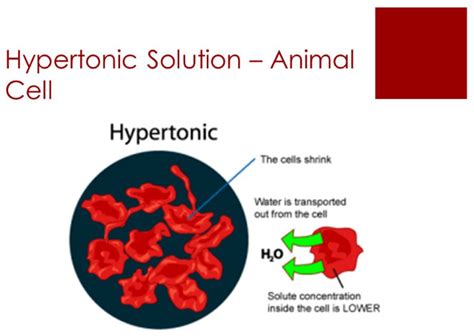 What Happens To A Cell As It Is Placed In A Hypertonic Solution Cbse Tuts
