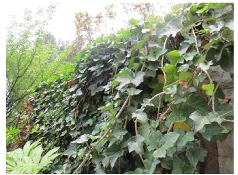常春藤 校园绿化植物识别 图片