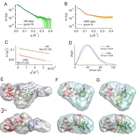 Structure And Mutation Sites Of Wrn Helicase A Domain Structure Of Download Scientific