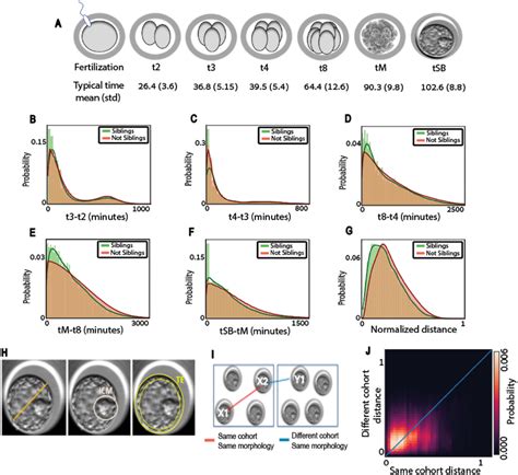 Sibling Embryos From The Same Cohort Are More Similar Than Non‐siblings