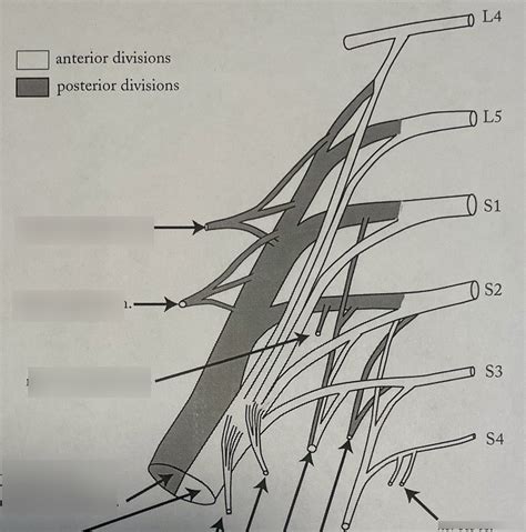 Sacral Plexus Diagram Quizlet