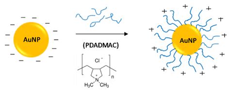 Polymers Free Full Text Polyelectrolyte Coated Gold Nanoparticles