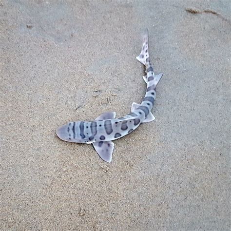 Leopard Shark In Its Natural Habitat