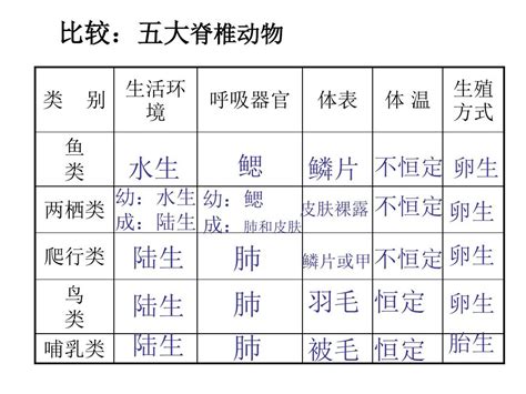 无脊椎动物分类 word文档免费下载 亿佰文档网