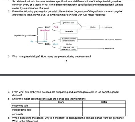 Solved 1 Sex Determination In Humans Involves Specification