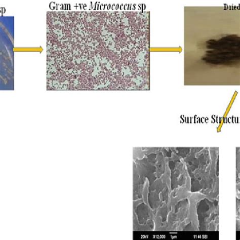 Exopolysaccharides Production By Marine Micrococcus Luteus Download Scientific Diagram