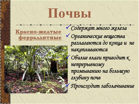 Экваториальные леса презентация онлайн