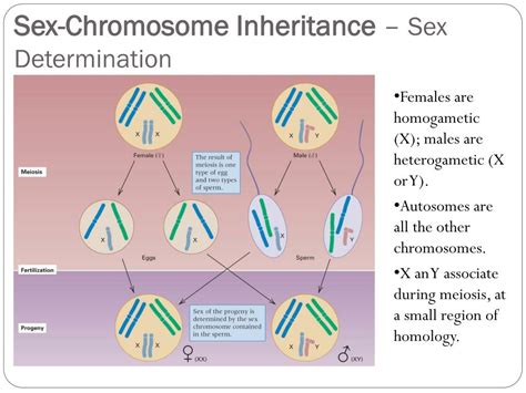 Ppt Chromosomes And Sex Chromosomes Inheritance Powerpoint