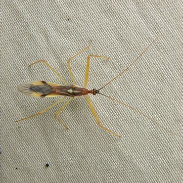 ヒゲナガサシガメ