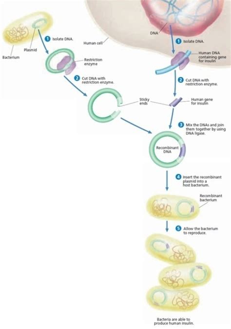 Bioteknologi Membuat Insulin Dengan Bantuan E Coli BIOLOGI MEDIA CENTRE