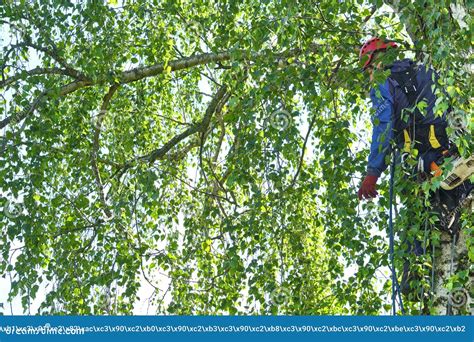 Russia 2020 An Arborist Cutting A Tree With A Chainsaw Color