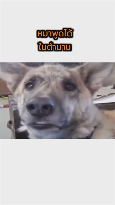 น้ำตาจะไหล มีมตลก ตลก คลิปสั้น คลิปตลก ขำๆ ฮา Fyp