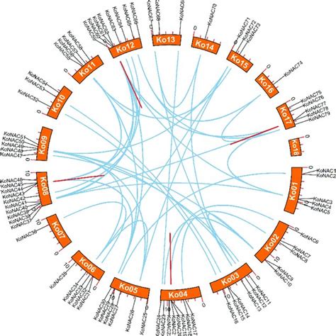 Schematic Representations Of The Interchromosomal Relationships Of